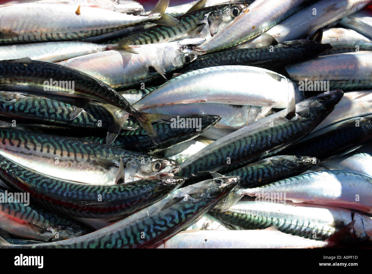 Mackerel catch england hi-res stock photography and images - Alamy