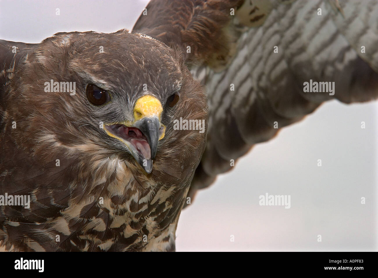 Bird attack pose hi-res stock photography and images - Alamy
