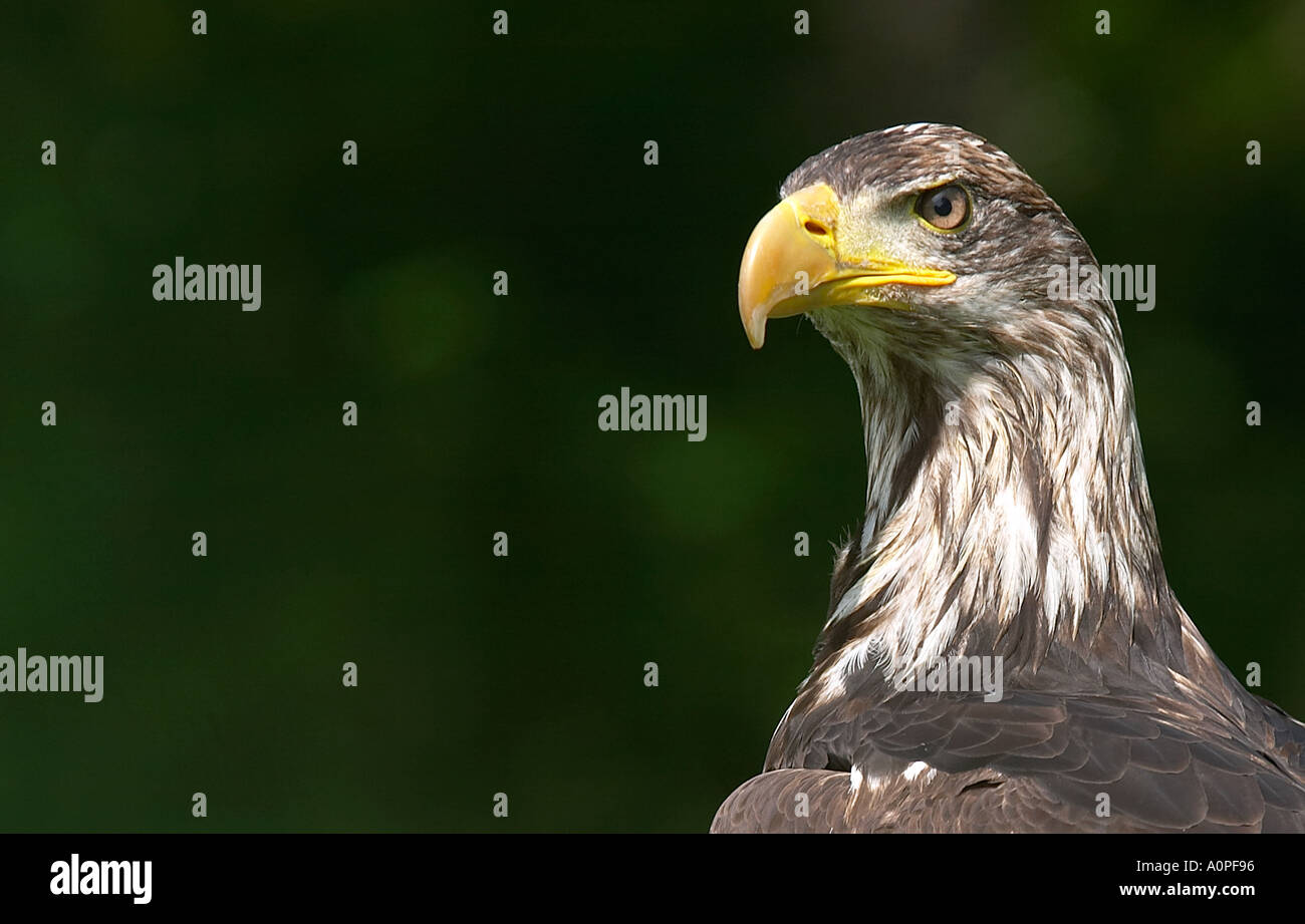 Bald eagle looking left hi-res stock photography and images - Alamy