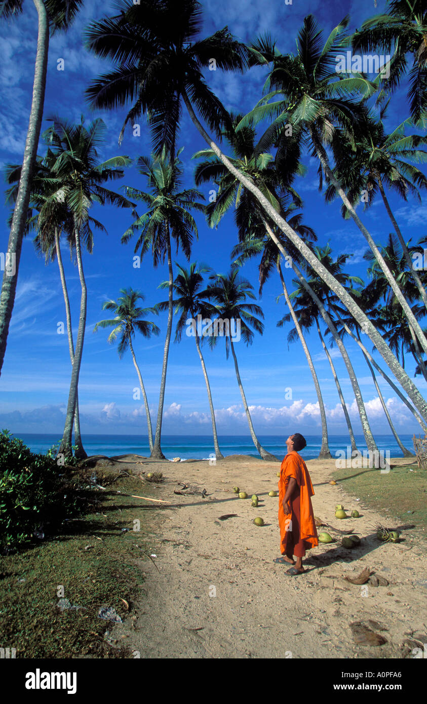 Buddhist monk looking up the coconut trees between Unawatuna and ...
