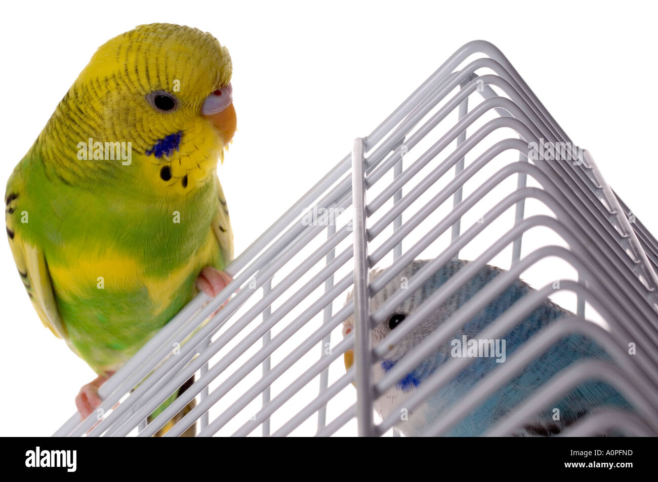 Visiting Day- one parakeet inside birdcage, one outside Stock Photo - Alamy