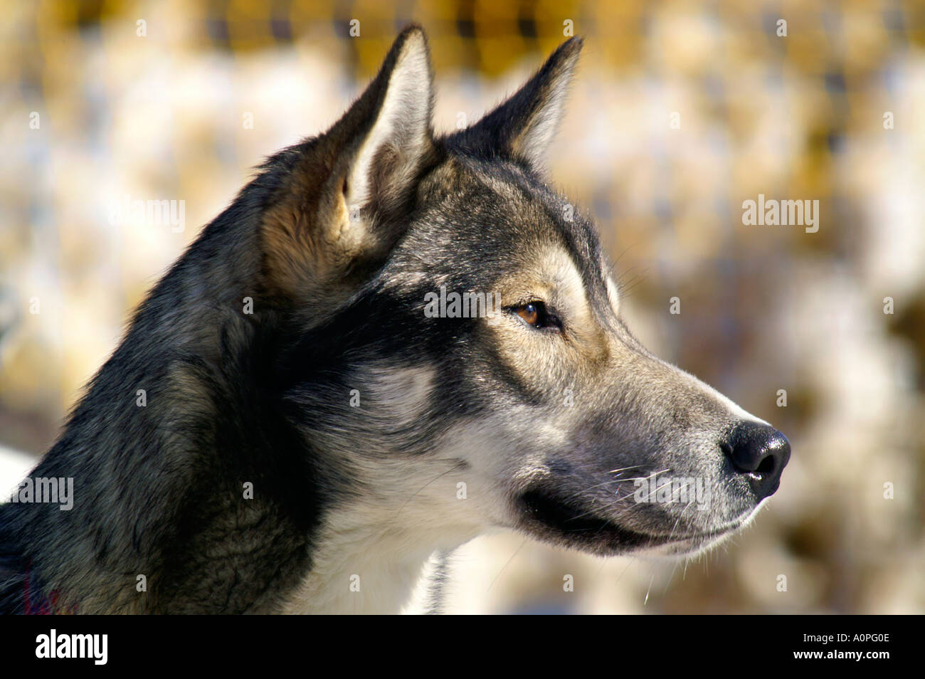 Husky dog face Stock Photo - Alamy