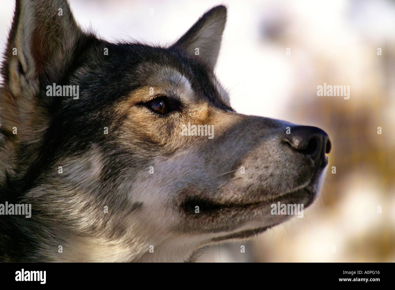 Husky head low angle portrait of dog Stock Photo - Alamy