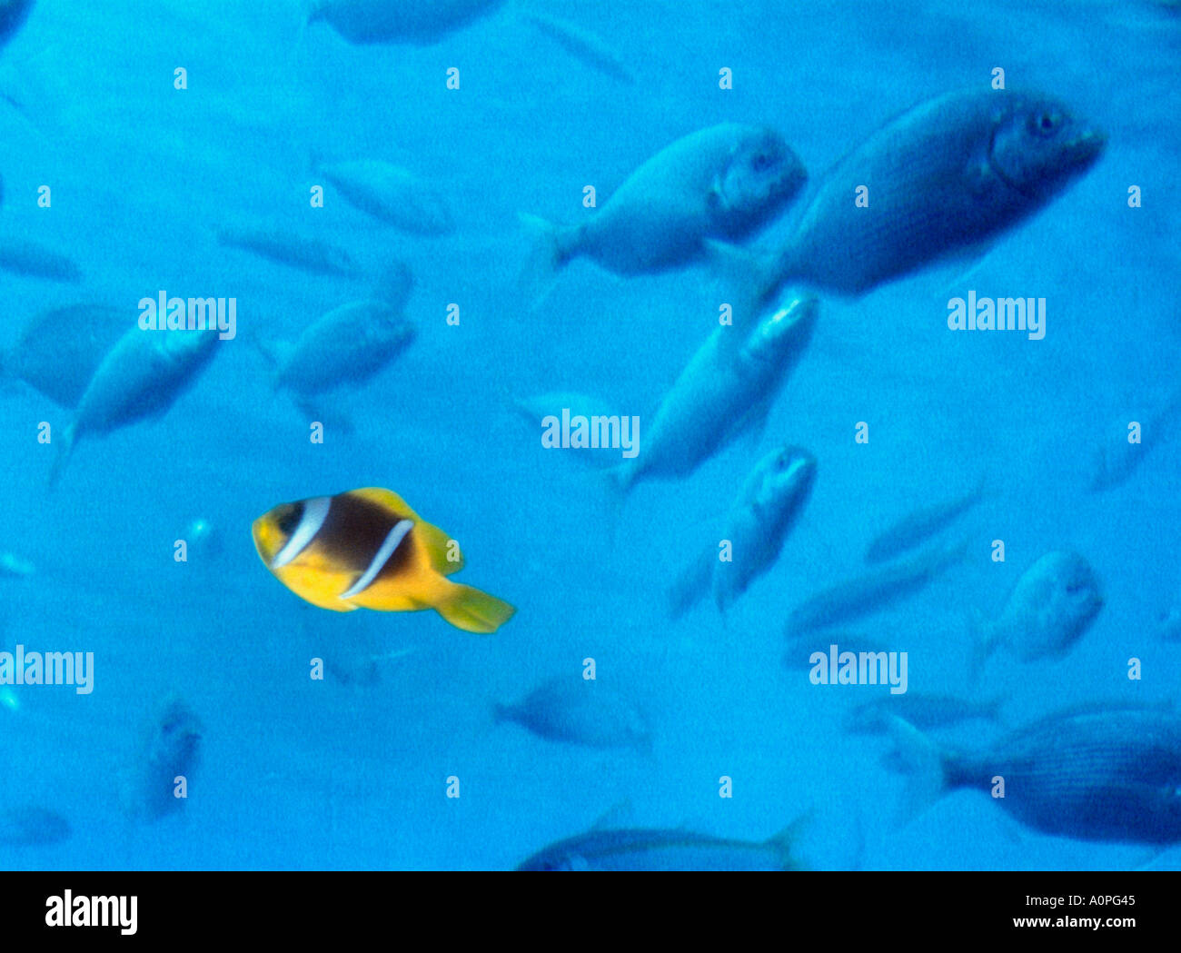 Team achiever hi-res stock photography and images - Alamy