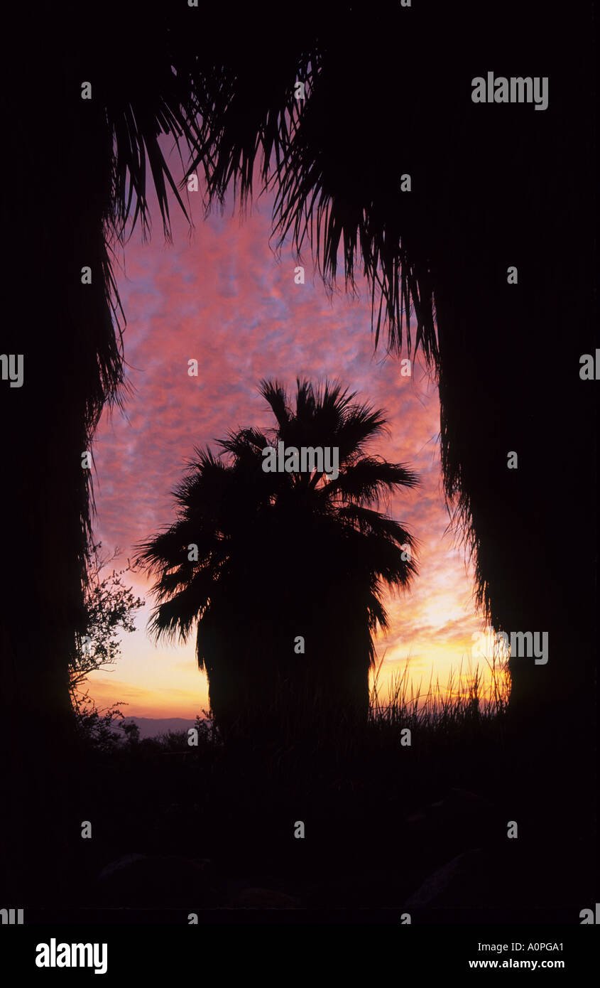 Desert Fan Palms Washingtonia filifera at sunrise at Borrego Palm ...