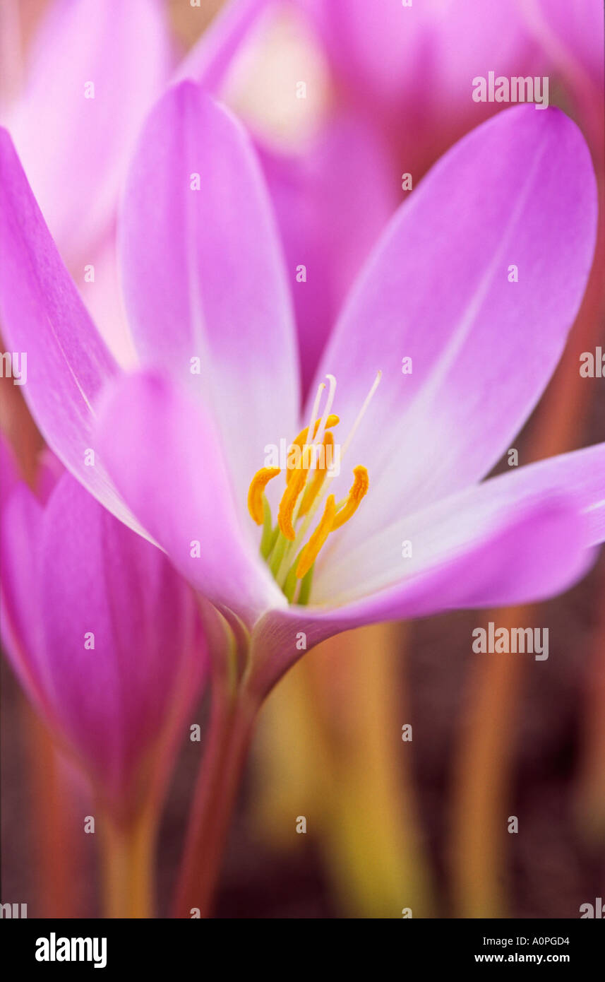 Colchicum Corm High Resolution Stock Photography and Images - Alamy