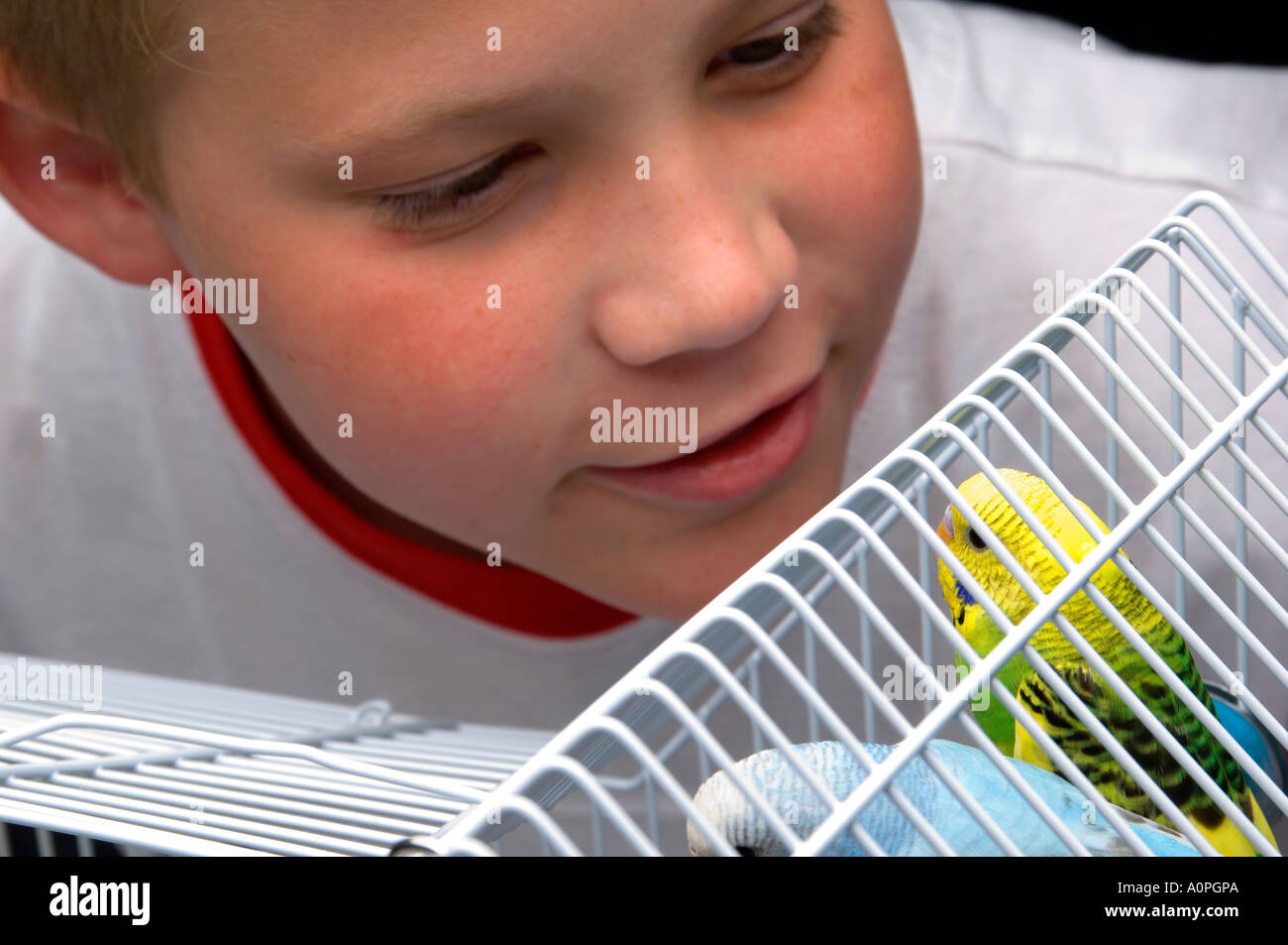 Boy Meets Bird Stock Photo - Alamy