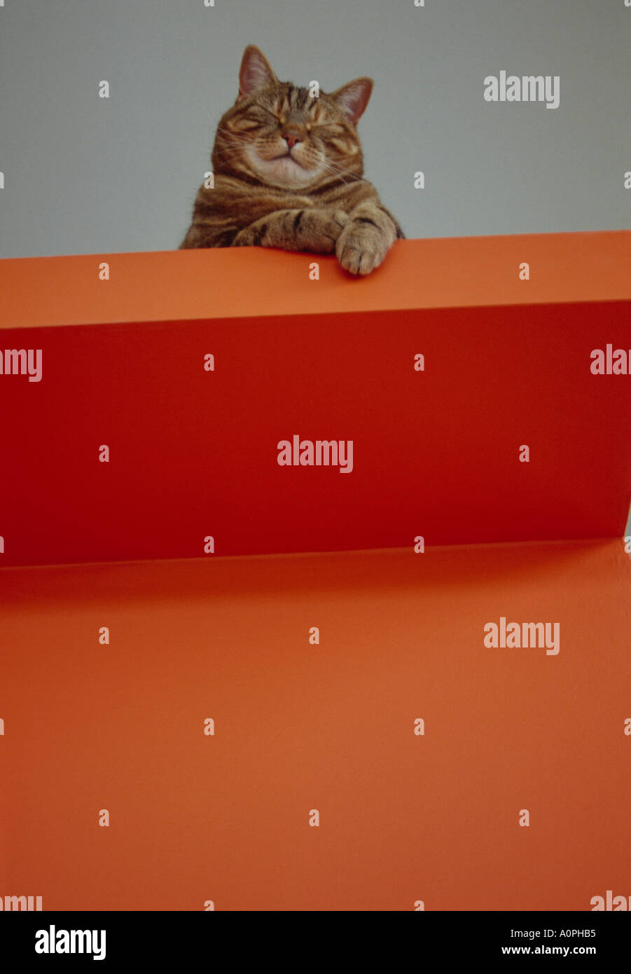 Glasgow Loft, Scotland. Portrait of Big Fat Nancy the cat Stock Photo ...