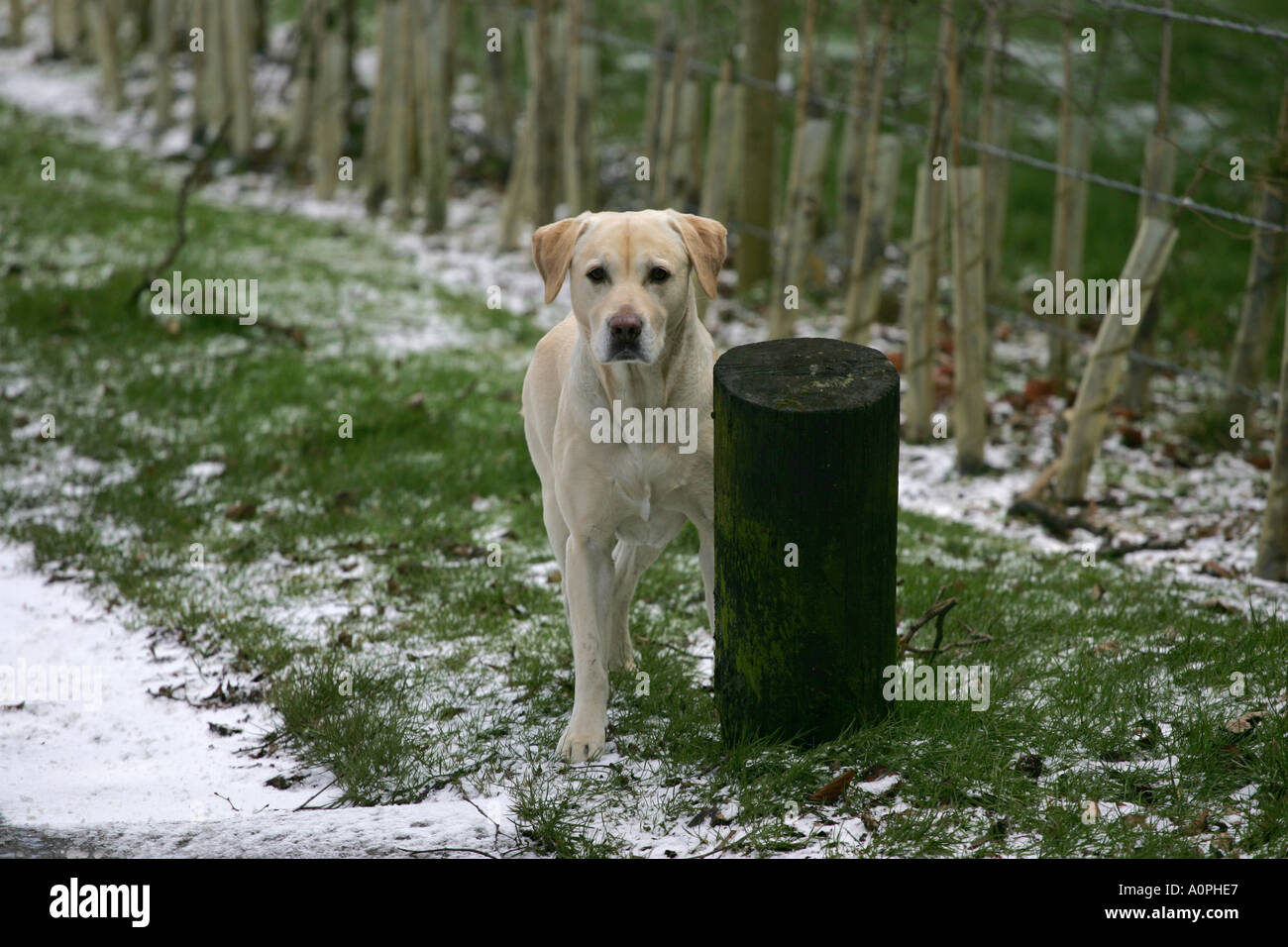 Beautiful Golden labrador pure breed dog looks at it s owner during a ...