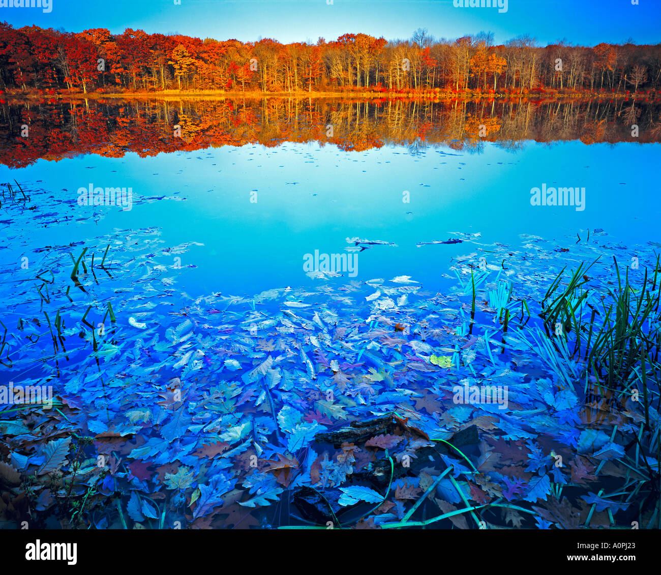 Stokes state forest hi-res stock photography and images - Alamy