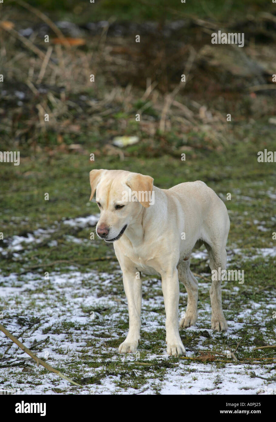 Portrait image of a typical Male adult Golden Labrador dog stood on ...