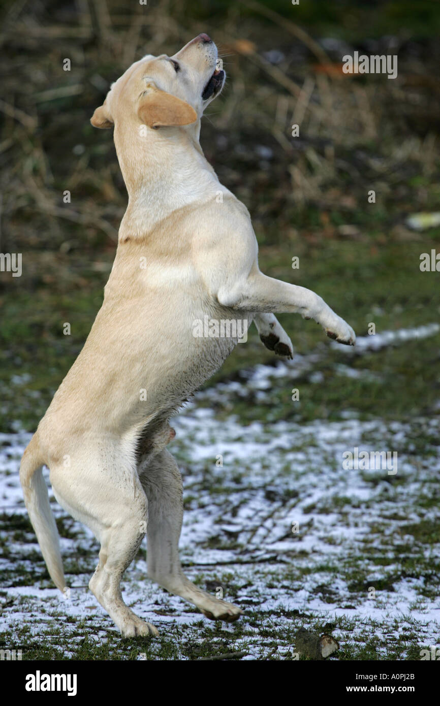 Pure breed golden labrador adult hi-res stock photography and images ...