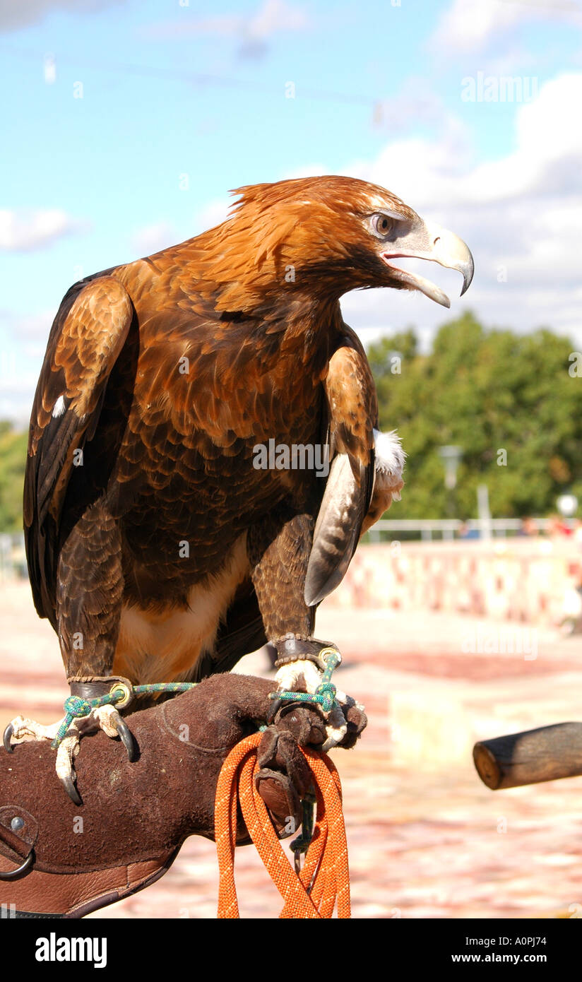 Wedge-tailed Eagle with a handler, Melbourne, Australia Stock Photo - Alamy