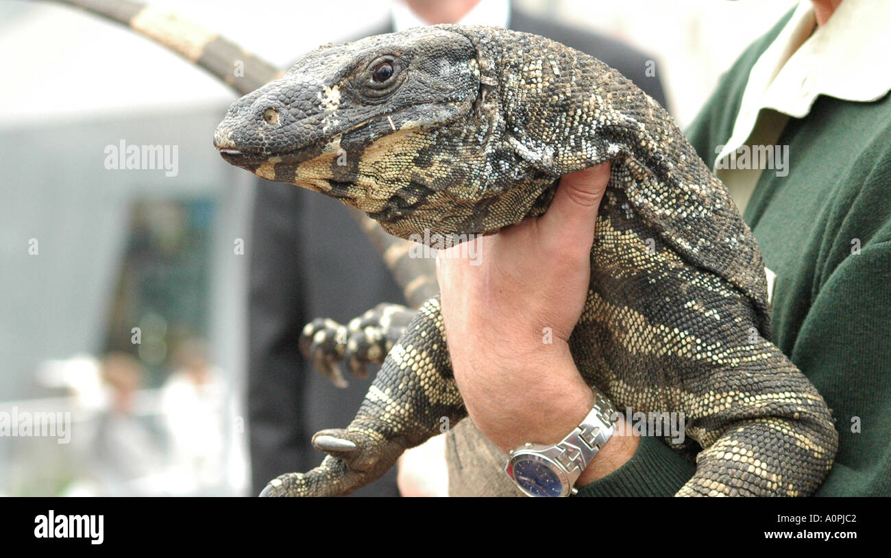 Australian goanna hi-res stock photography and images - Alamy