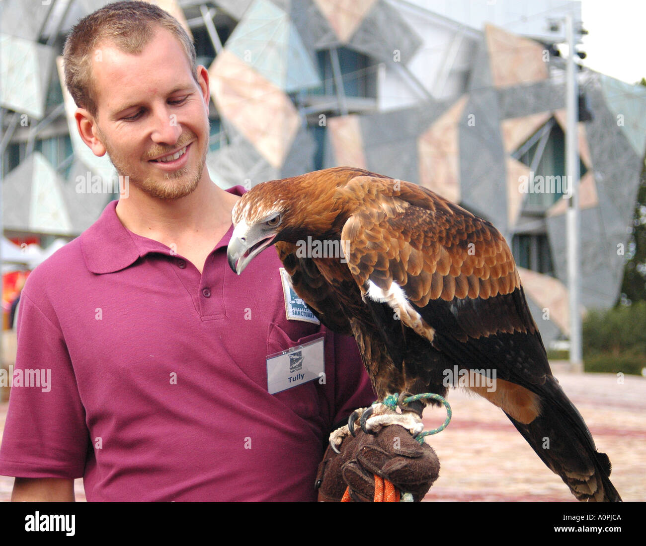 Wedge-tailed Eagle with a bird handler, Melbourne, Australia Stock ...