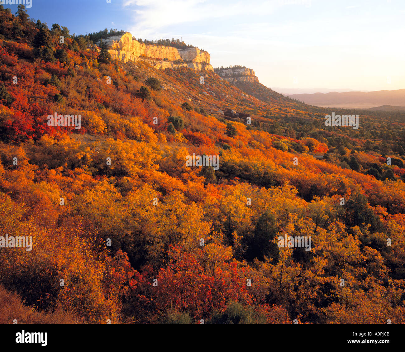 Autumn oaks on the Continental Divide Jicarilla Apache Reservation New ...