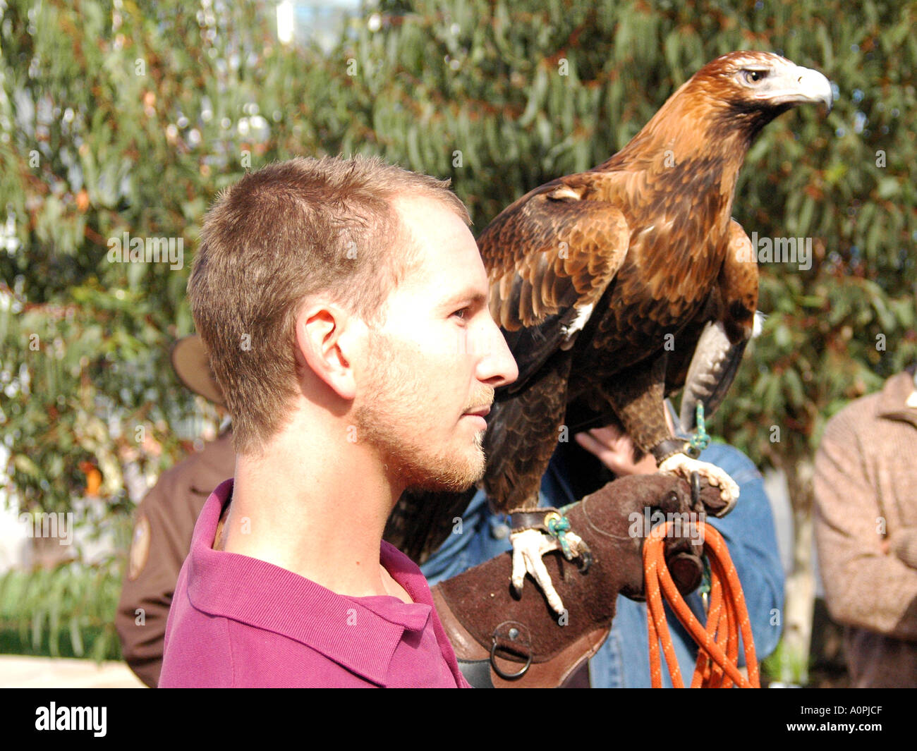 Wedge-tailed Eagle with a bird handler, Melbourne, Australia Stock ...