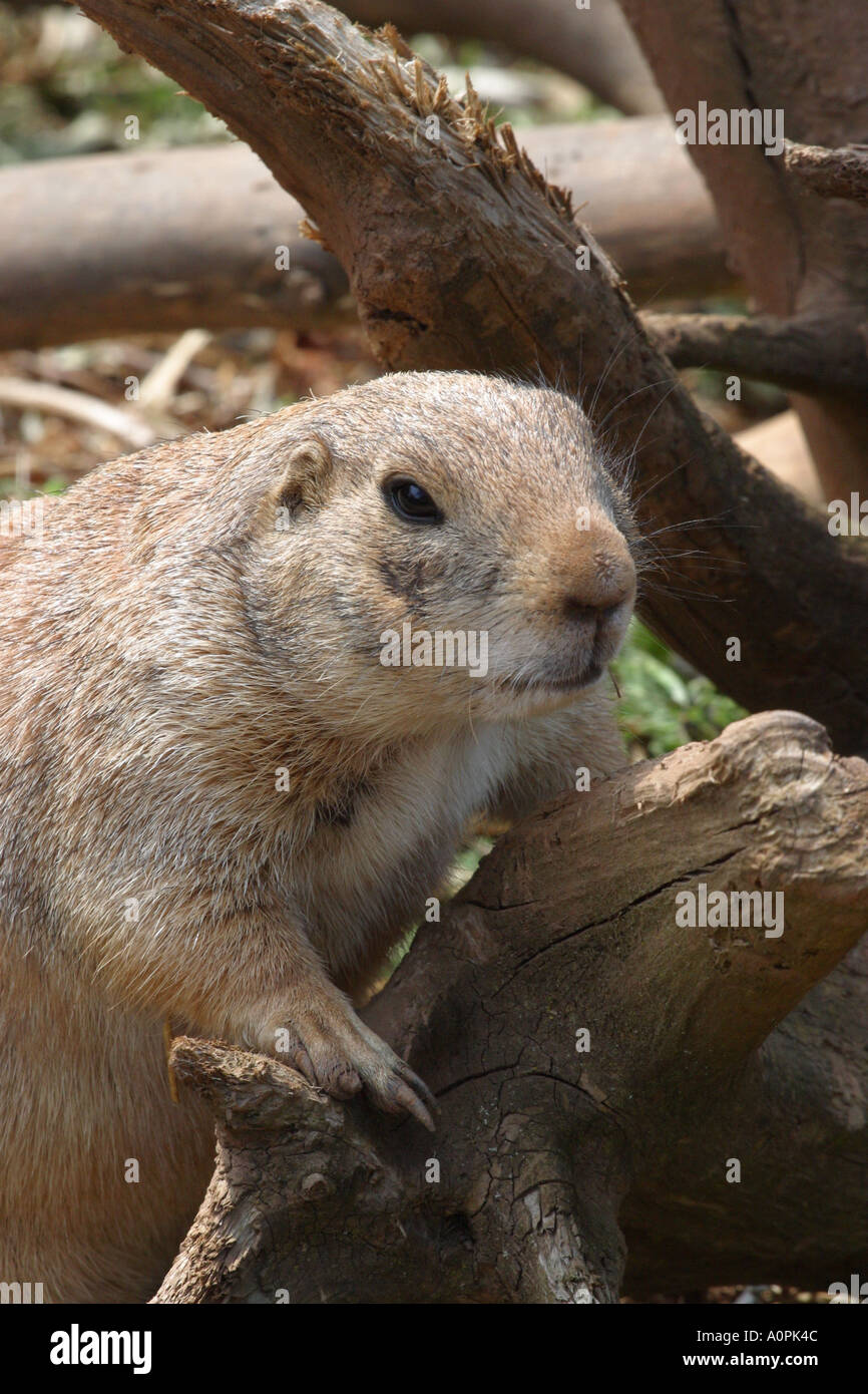 Gopher tree hi-res stock photography and images - Alamy
