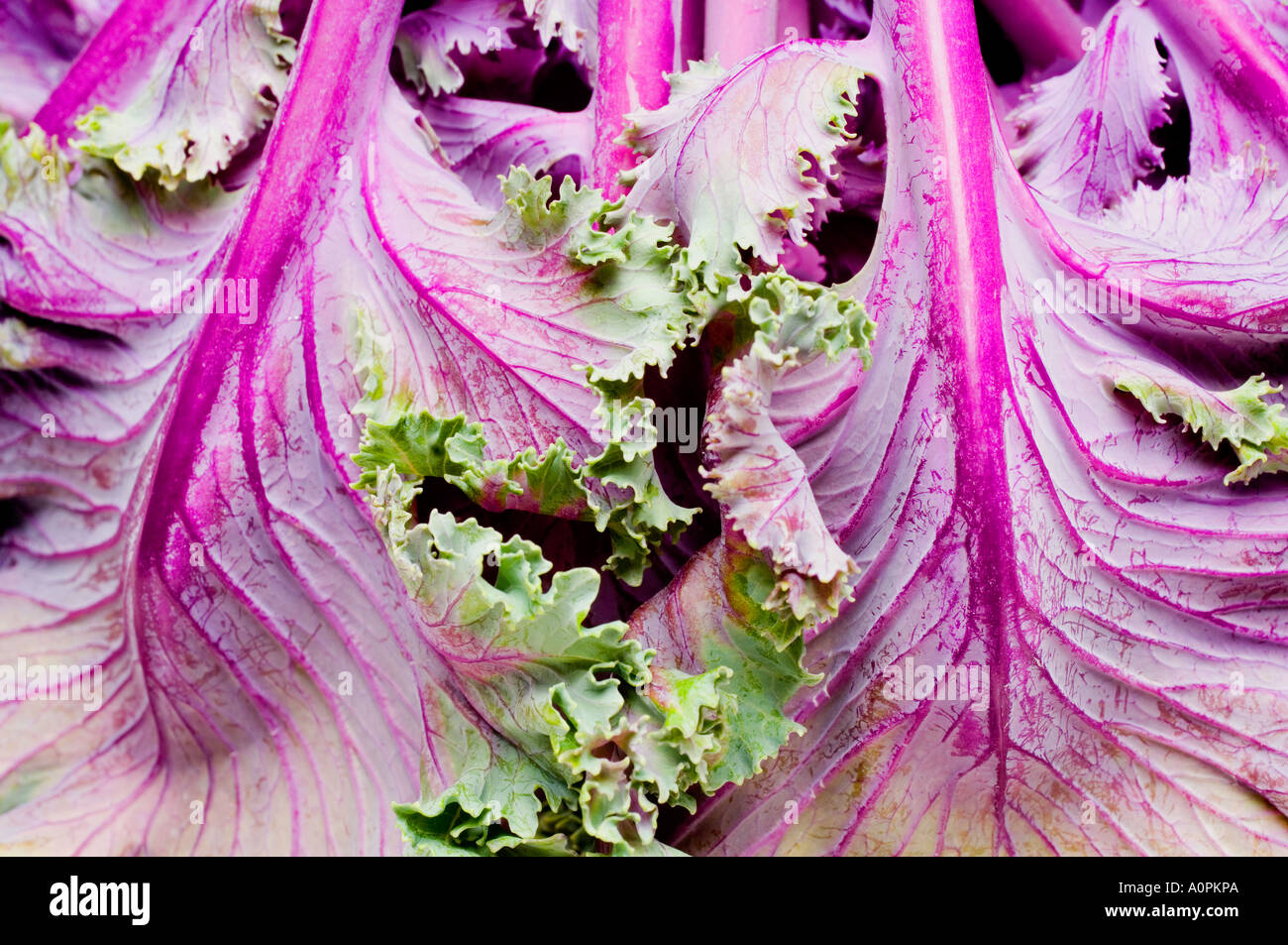 Kale salads hi-res stock photography and images - Alamy