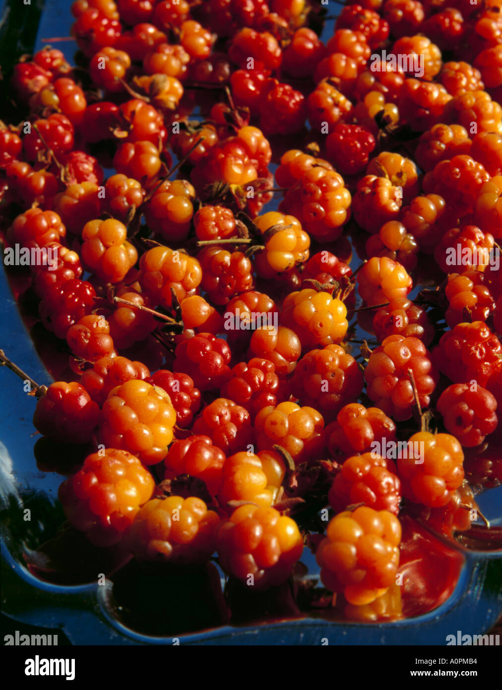 Rubus chamaemorus hi-res stock photography and images - Alamy