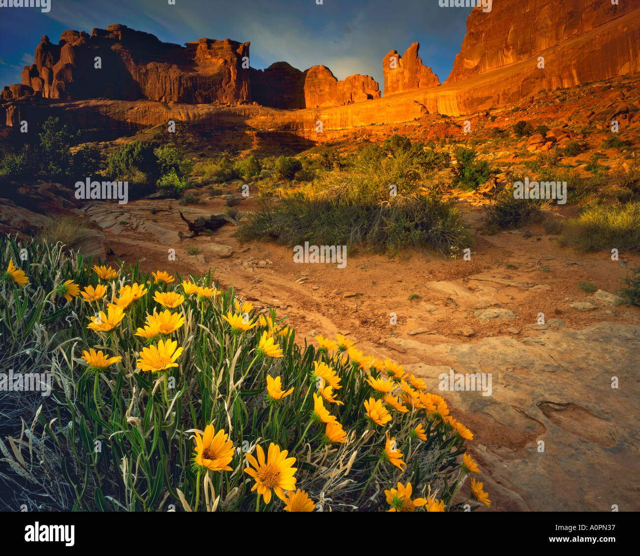 Spring Mule Ear Flowers Courthouse Towers Arches National Park near ...