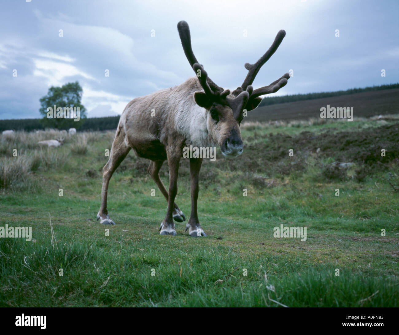 Bull reindeer (Rangifer tarandus), The Cairngorm Reindeer Herd ...