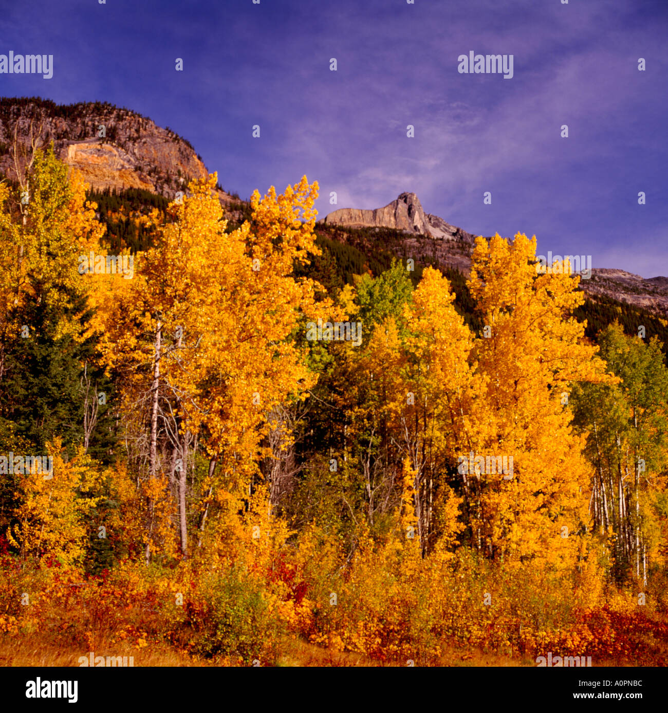 Leaves on Trees in Autumn Colors and Mountain Peak in Mount Robson ...
