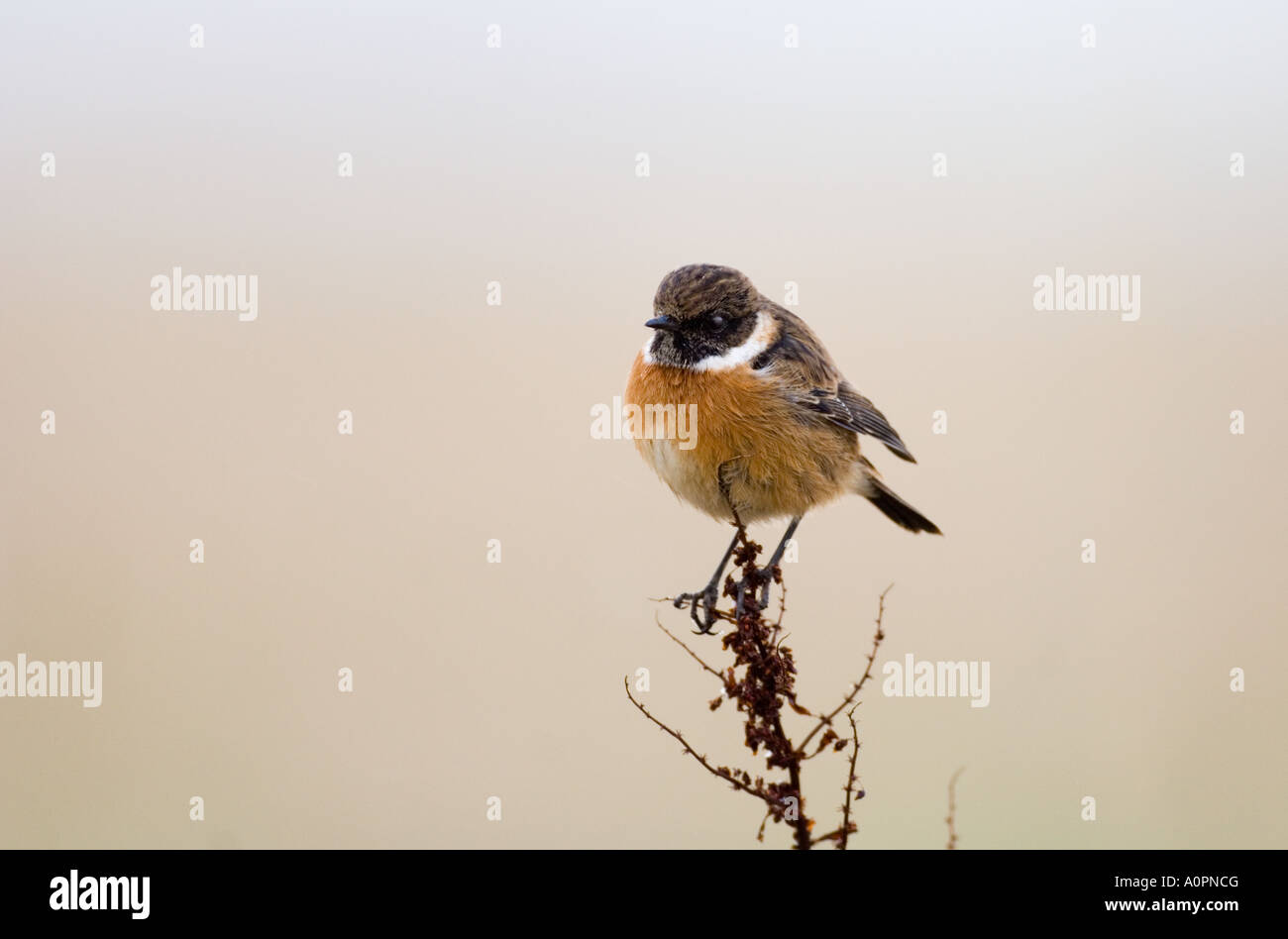 Stonechat Northumberland winter (male Stock Photo - Alamy