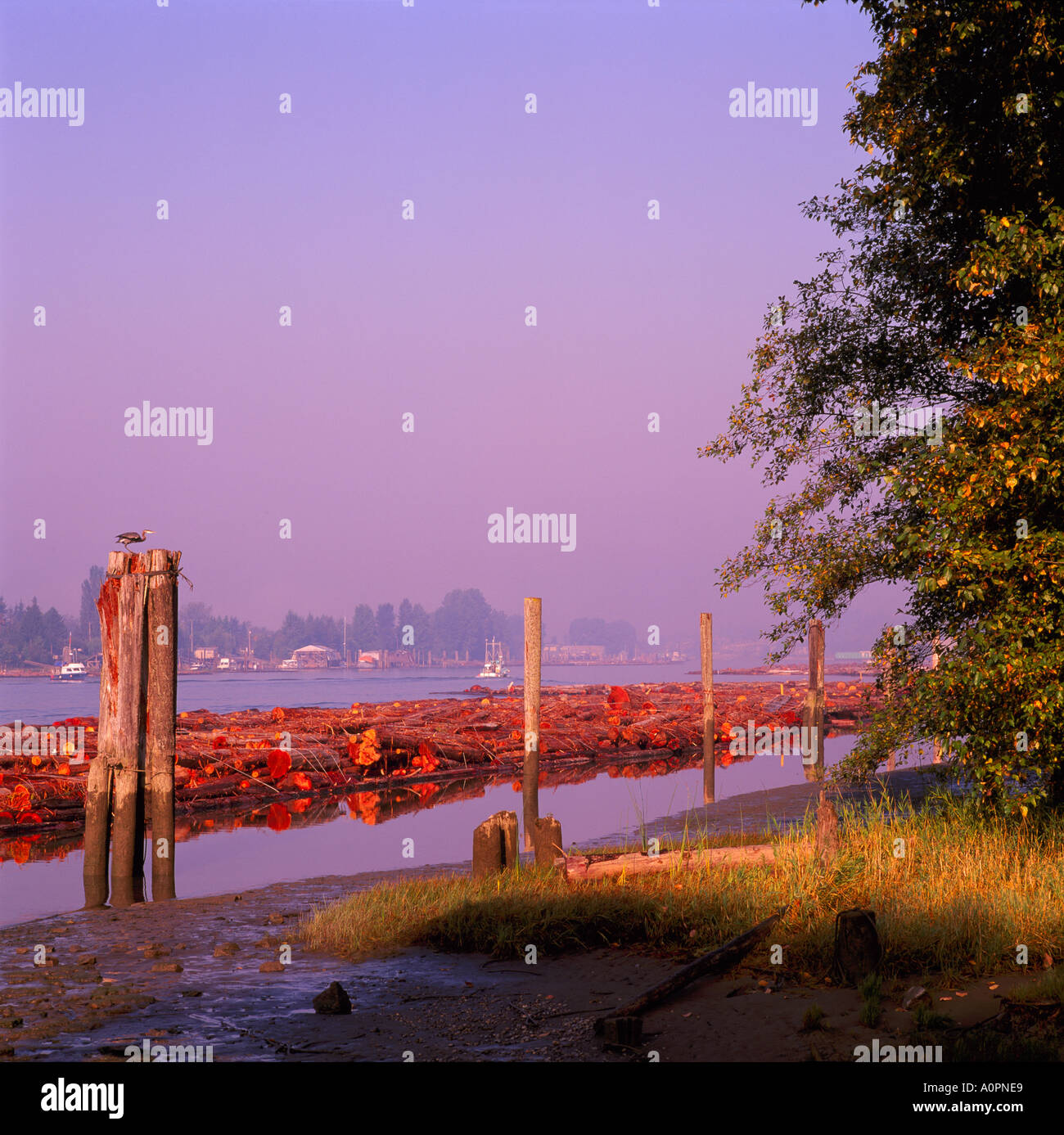 Log Booms on the Lower Fraser River in the City of Burnaby in British ...
