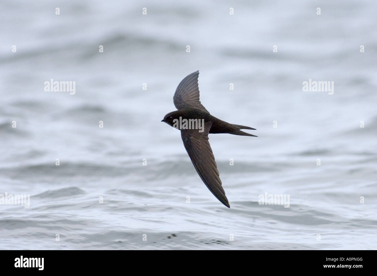 Swift bird urban uk hi-res stock photography and images - Alamy