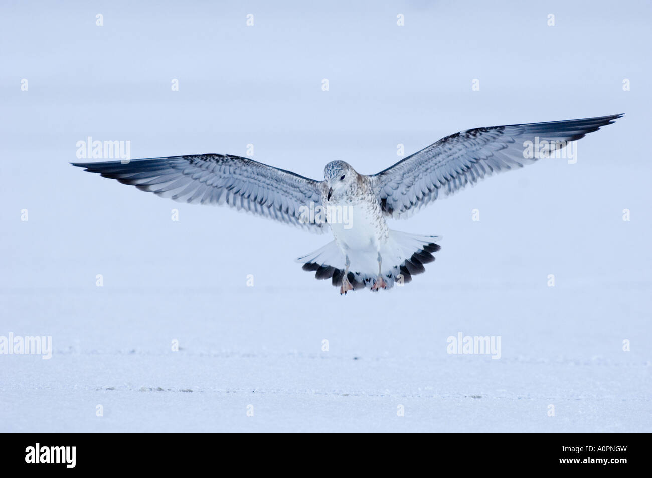 1st winter immature hi-res stock photography and images - Alamy