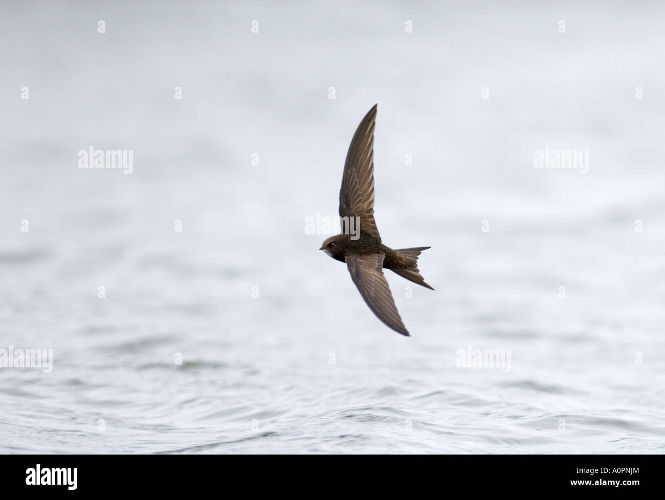 Swift bird urban uk hi-res stock photography and images - Alamy