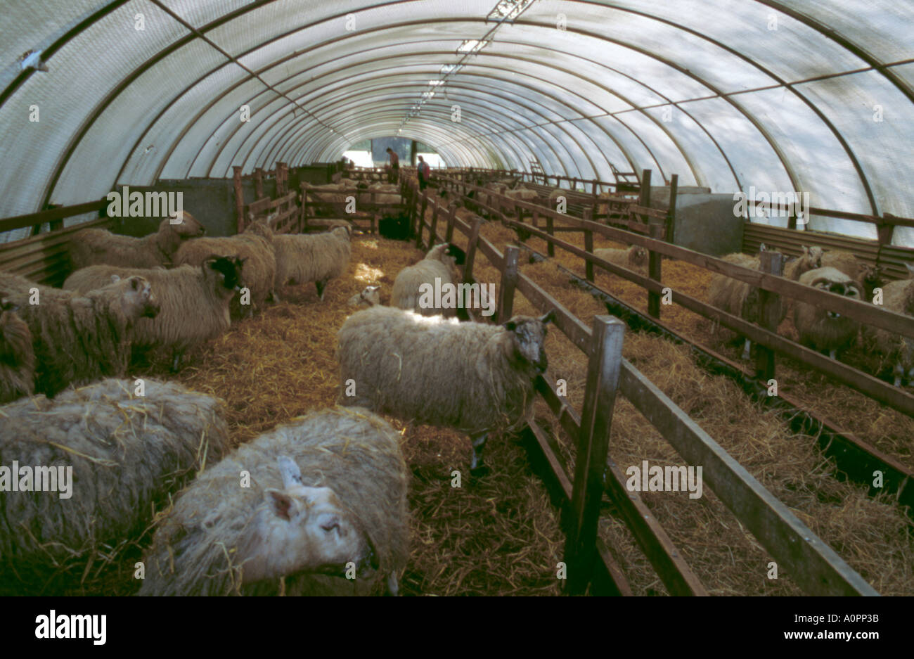 Sheep in a poly tunnel Stock Photo - Alamy