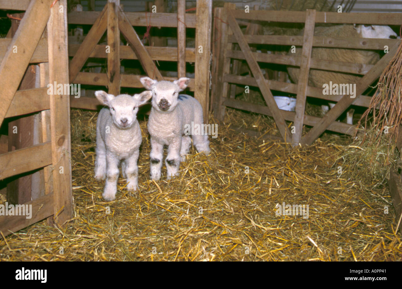 Two young lambs in a lambing shed Stock Photo - Alamy