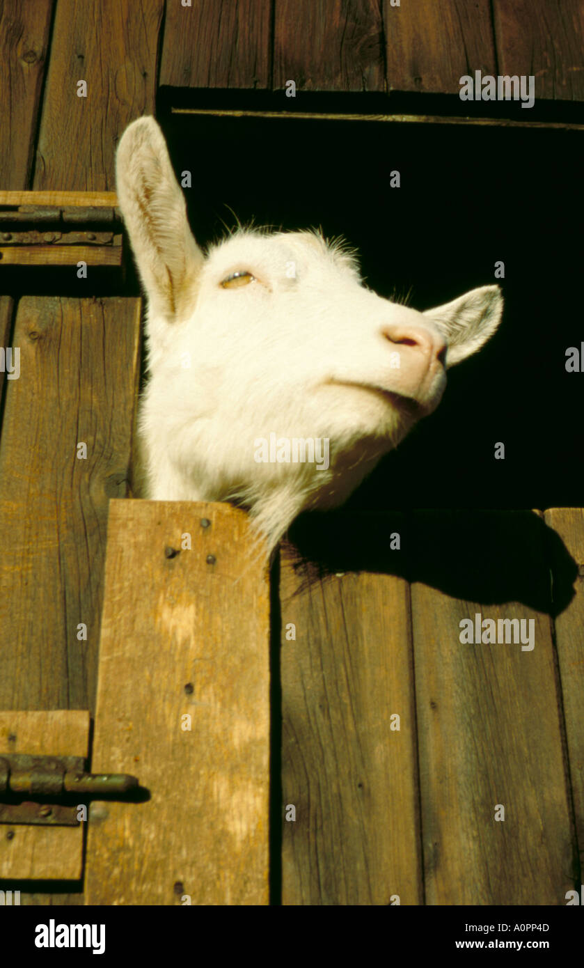 Portrait of a goat Stock Photo - Alamy
