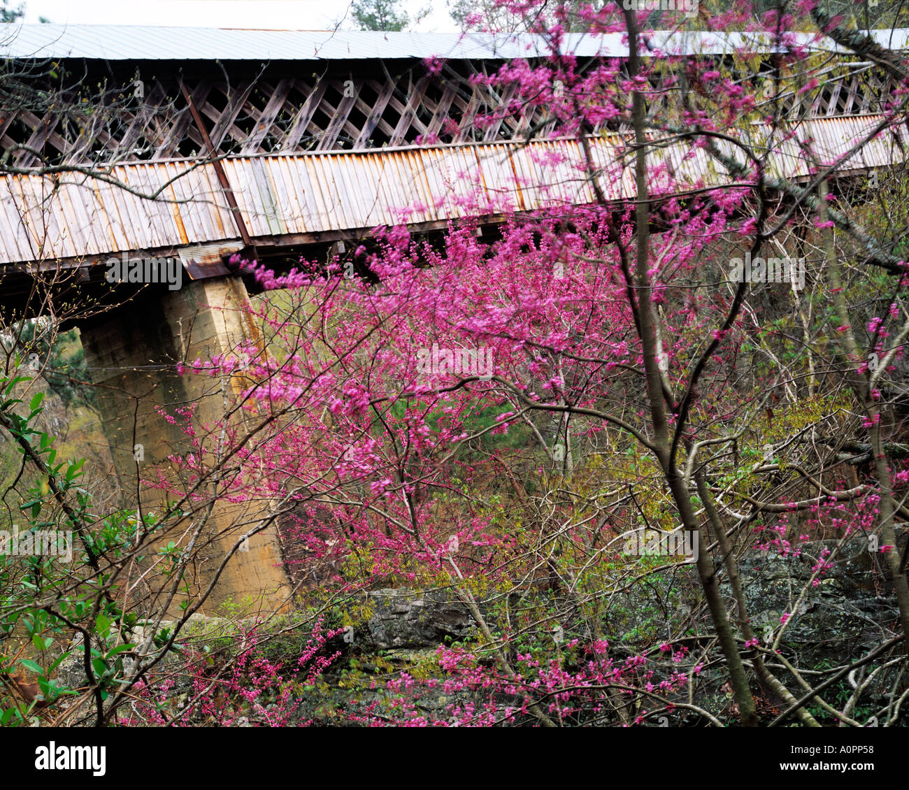 Horton Mill Covered Bridge and Redbuds Blount County Alabama Stock ...