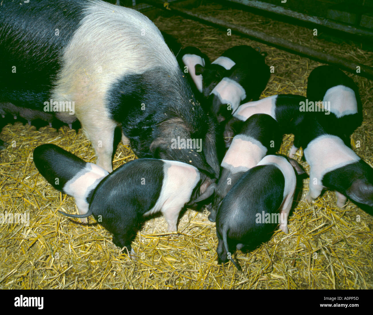 Saddleback sow and piglets, at "Bill Quay Community Farm", Gateshead ...