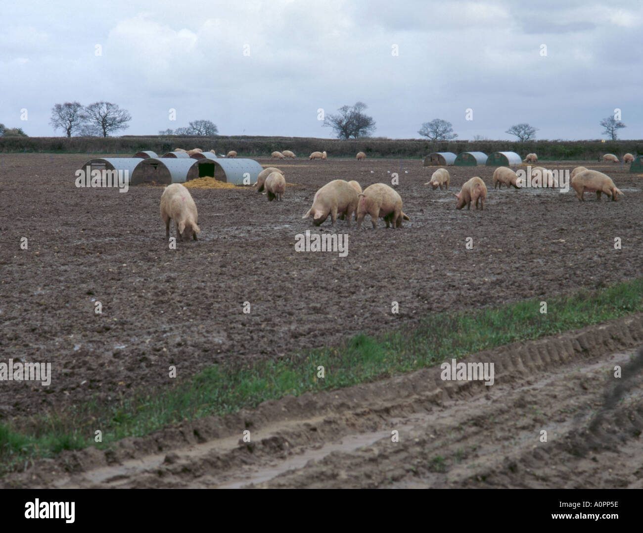 Pig shelter field hi-res stock photography and images - Alamy