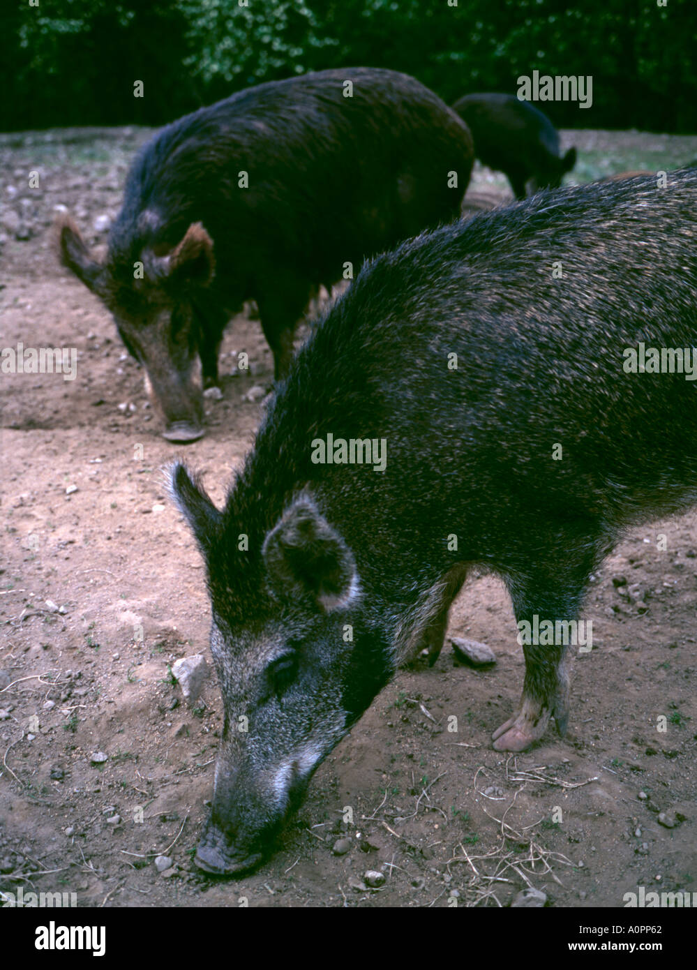 Scottish wild boar hi-res stock photography and images - Alamy