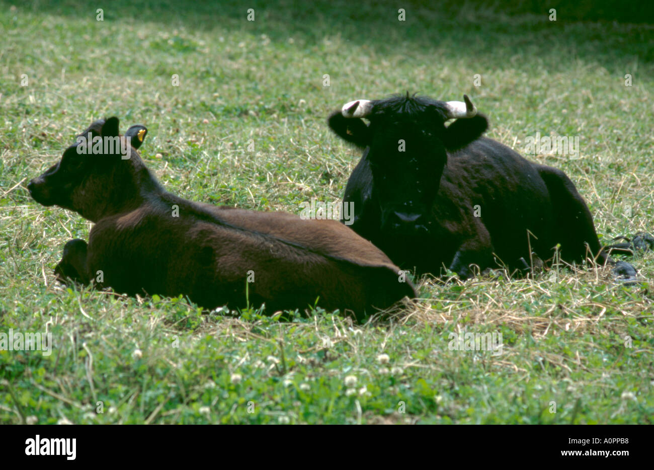 Dexter cattle field hi-res stock photography and images - Alamy