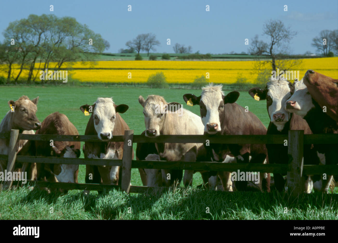 Cow looking over fence hi-res stock photography and images - Alamy