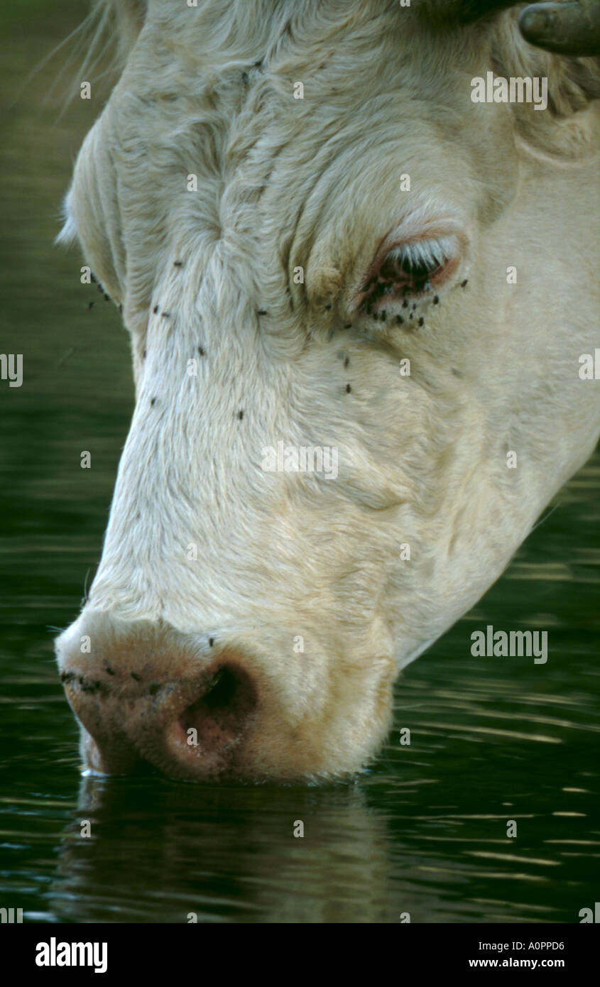Portrait of a cow having a drink Stock Photo - Alamy