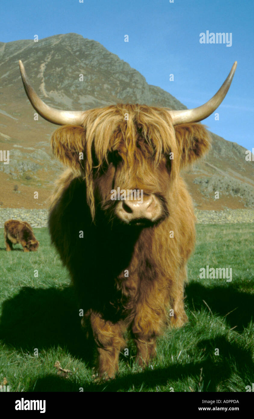 Highland bull hi-res stock photography and images - Alamy