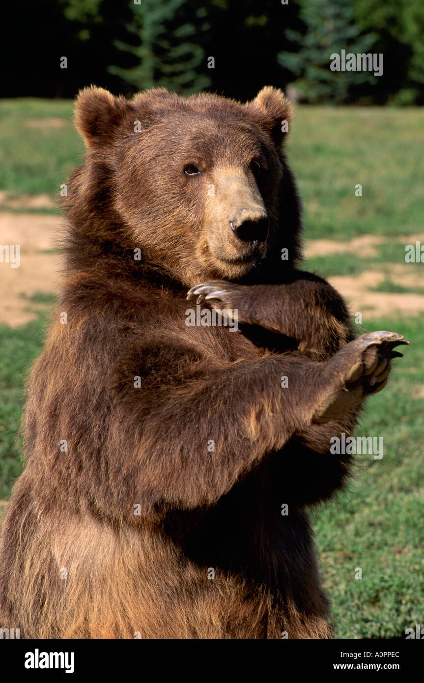 Grizzly Bear (Ursus arctos horribilis) standing upright in Defensive ...