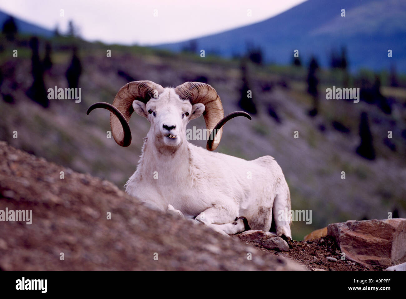 Large dall sheep ram hi-res stock photography and images - Alamy