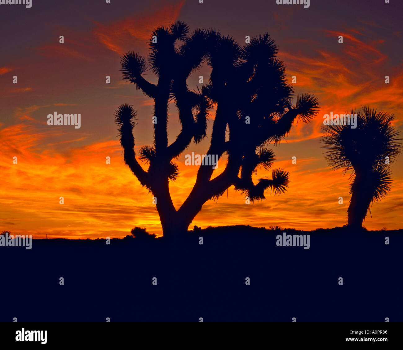 Joshua Tree at Dawn Joshua Tree National Park Mohave Desert California ...