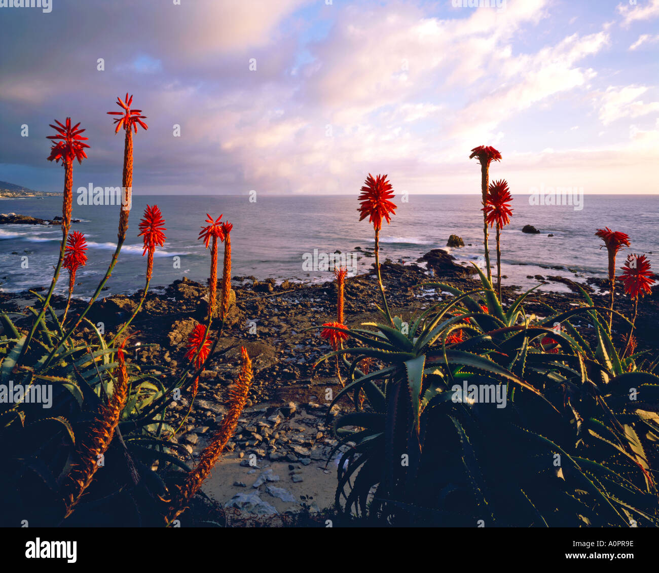 Aloe Plants in Bloom at Laguna Beach Sunset Pacific Ocean California ...