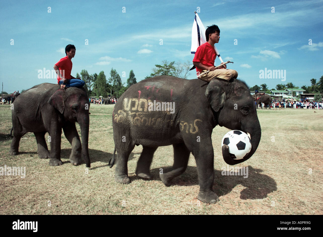 Elephant playing football hi-res stock photography and images - Alamy