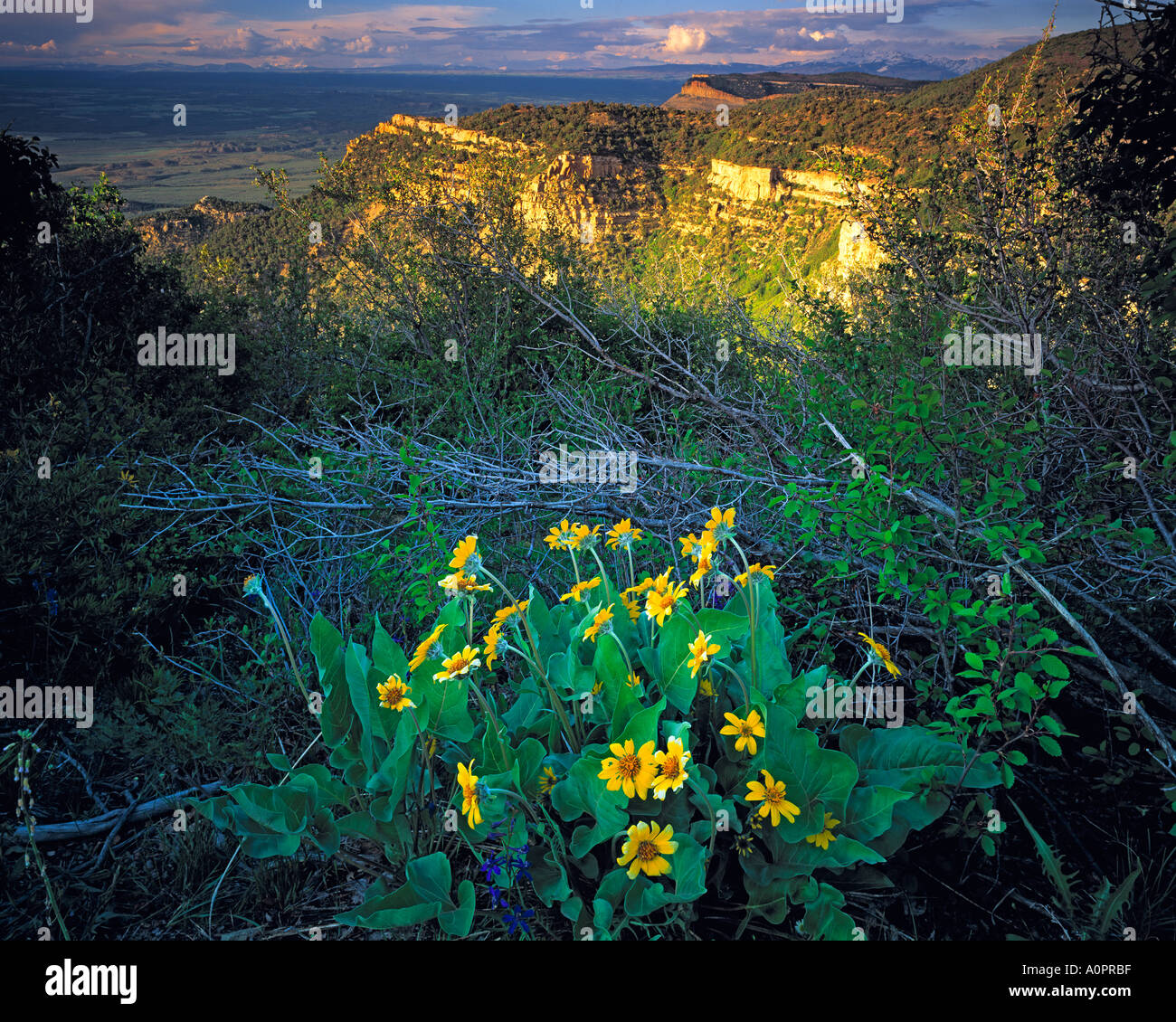 Balsamroot Blooms at North Rim Overlook Mesa Verde National Park ...