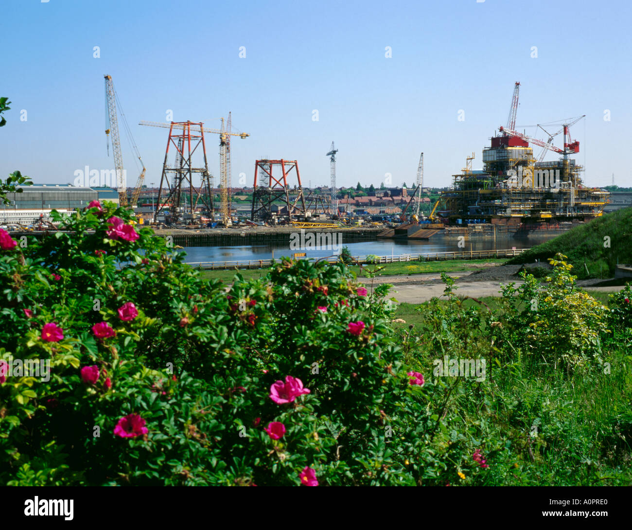 North Sea oil rig construction seen over wild Dog Rose (Rosa canina ...